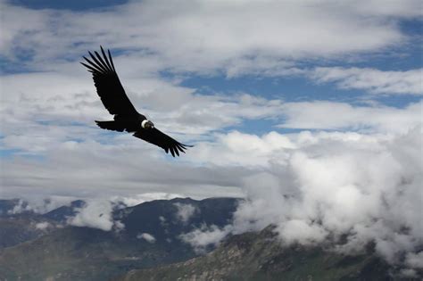 The Condor Of The Andes National Bird