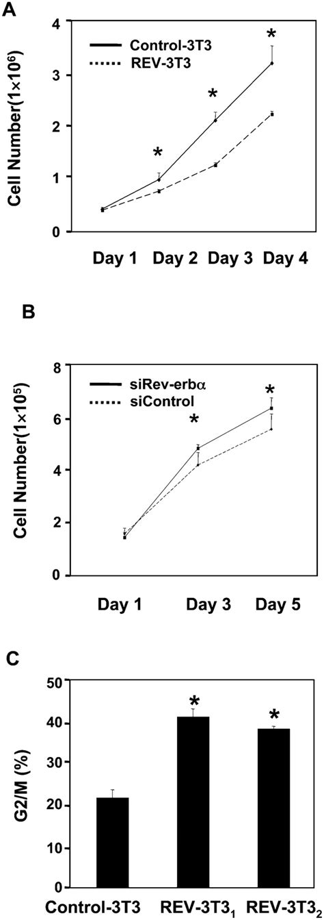 negative feedback maintenance of heme homeostasis by its receptor rev erbα