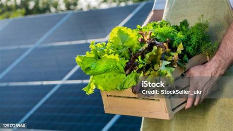 농부는 태양 광 발전소 패널의 배경에 양상추와 녹지의 상자를 보유하고 태양전지판에 대한 스톡 사진 및 기타 이미지 태양전지판 농업 태양 에너지 Istock