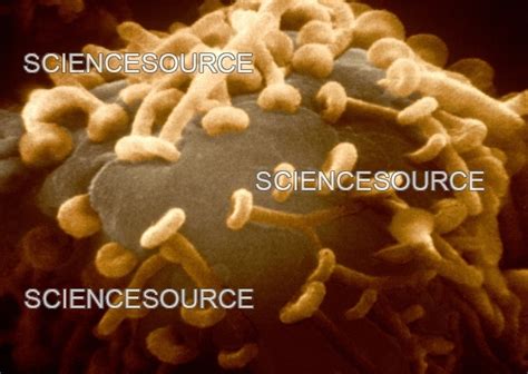 Motor Nerve Synapses Under A Microsc Stock Image Science Source