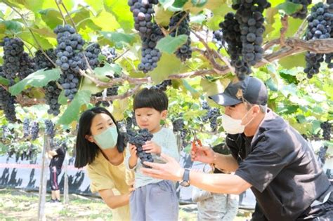 3년만에 열린 대면 영동포도축제서 20억여원어치 팔려 파이낸셜뉴스