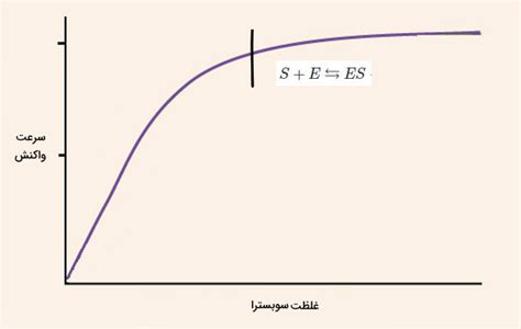 سینتیک واکنش آنزیمی — به زبان ساده فرمول و مثال فرادرس مجله‌