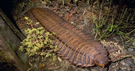 Archaeologists Excavate Fossil Of Car Sized Millipede In England
