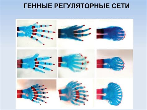 Genetic Regulatory Networks Ppt