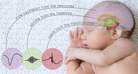 Neurons And Sleep Understanding Their Intricate Relationship Very Big Brain
