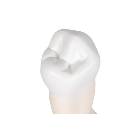 3b Scientific Lower Single Root Pre Molar Model Medi Shop Gr
