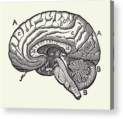 Simple Brain Diagram