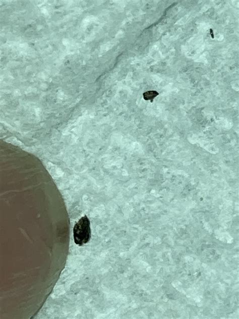 Does This Look Like A Scabies Mite R Scabies