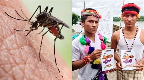 Minsa Emite Alerta Epidemiológica Por Incremento De Casos De Malaria En El Perú Infobae