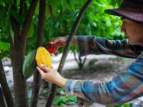 Premium Photo Cocoa Farmer Use Pruning Shears To Cut The Cocoa Pods Or Fruit Ripe Yellow Cacao