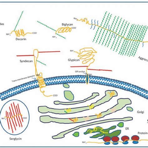Pdf Proteoglycan Sequence