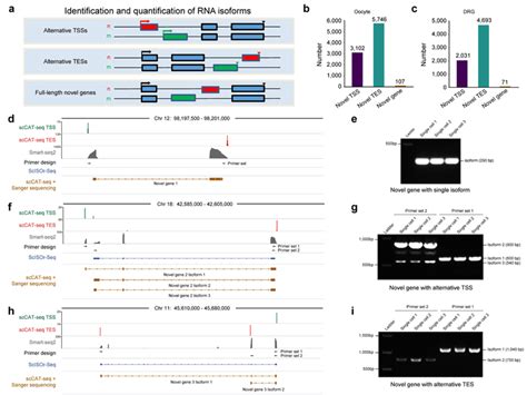 Characterization Of Novel Transcripts And Isoforms Of Single Cells With