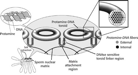 1 Donut Loop Model For Sperm Chromatin Structure This Model Was Download Scientific Diagram
