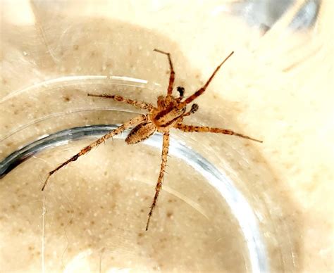 Recluse Hobo Something Else Found Nestled In My Shoe Rack Whilst