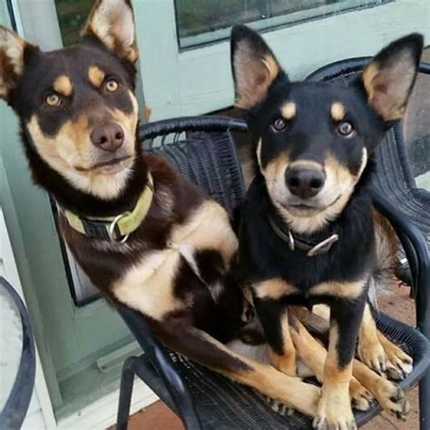 Best Kelpie Puppies For Adoption Au