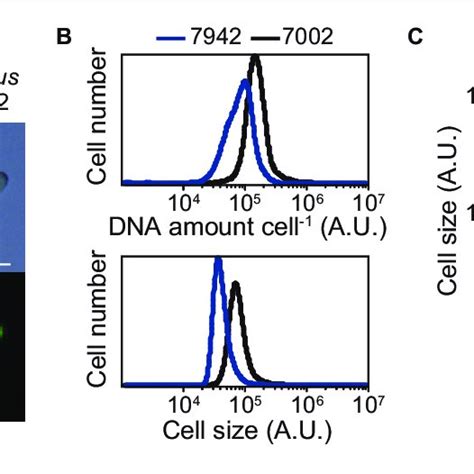 Chromosomal Replication Origins Of Synechococcus Sp Pcc 7002 Wt And