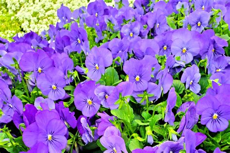 Cool Season Flower Power Violas Uf Ifas Extension Charlotte County