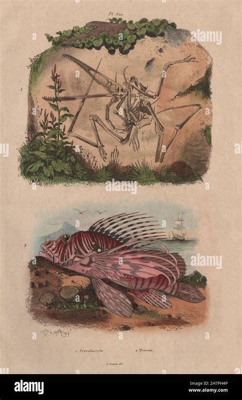 Animals Pterodactyle Pterodactyl Fossile Pteroïs Lionfish Print