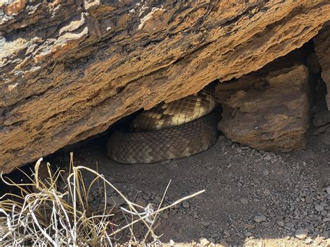 Not Sure What This Guy Is Gopher Snake Tucson Az Rwhatsthissnake Not Sure What This Guy Is Gopher Snake Tucson Az Rwhatsthissnake