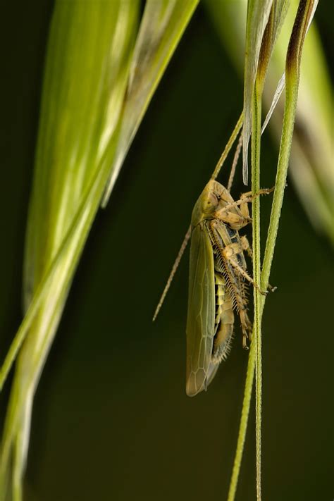 Grass Grains Leafhopper By Raguilarr On Deviantart