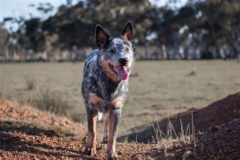 Heeler O Queensland Australian Cattle Dog Puppies Animal Kingdom