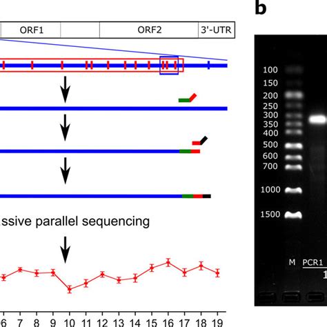 Method Of Targeted Bisulfite Massive Parallel Sequencing Of The Human