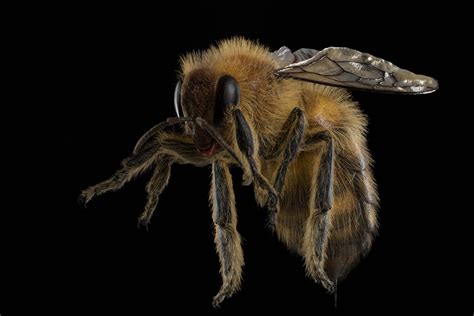 The Bug Lab Gallery Wētā Workshop