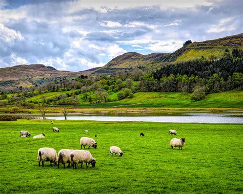 Sheep And Lambs Grazing At Lough Glencar Glencar Lake Ireland Photo