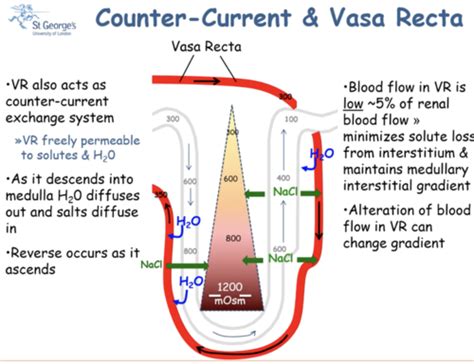 Osmolality And Ph Flashcards Quizlet