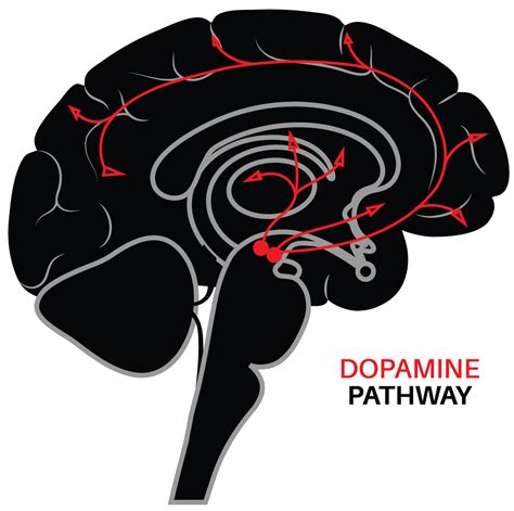 Neuroscience — Joshua Sariñana