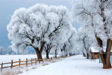 Winter Wonderland With Hoarfrost Trees Lining Snowy Road 73276908 Stock