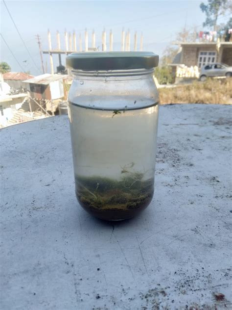 Moss And Hair Algae Recosphere