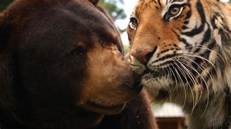 Tiger And Lion Friends