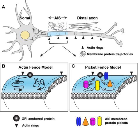 Organization Of The Axon Initial Segment Actin Like A Fence Pmc