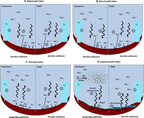A Conceptual Diagram Comparing Internal P Dynamics In Lakes Along The Download Scientific