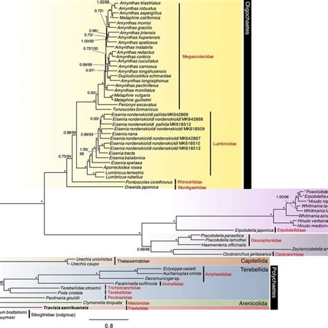 Bayesian Phylogeny Of A Subset Of Sedentaria Based On The Concatenated