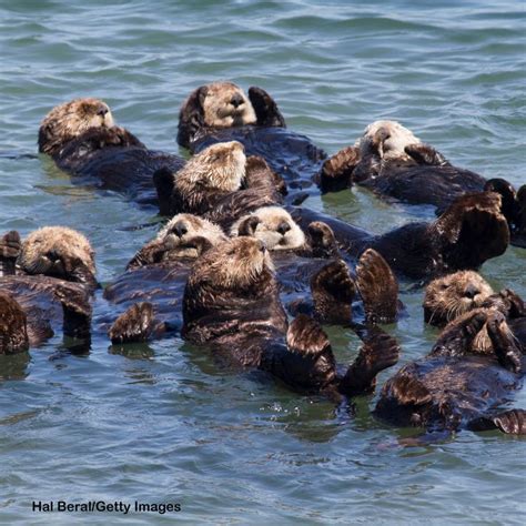 Ranger Rick Magazines On Instagram Its World Otter Day 🦦 Sea Otters