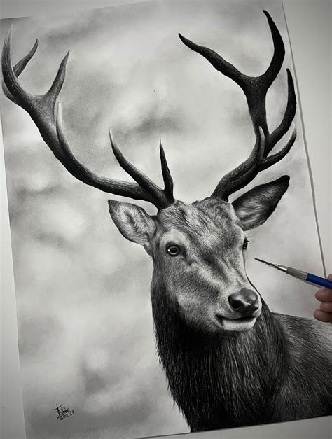Realistic Deer Drawing Prints Etsy