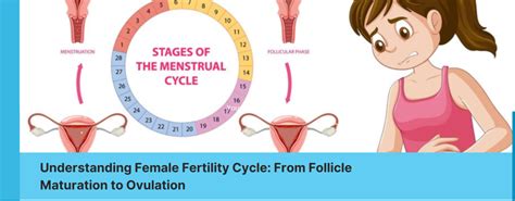 Female Reproductive Cycle Phases
