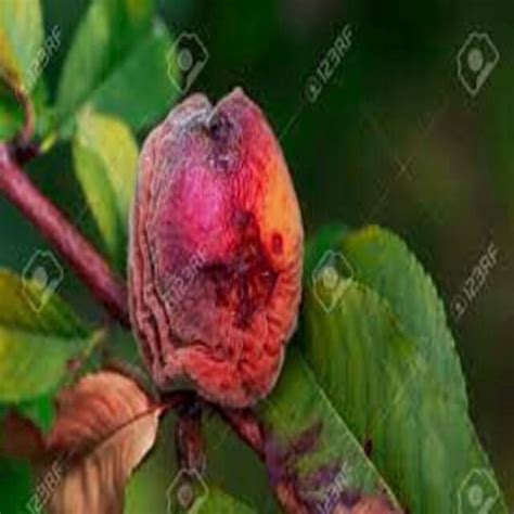 Peach Detection Object Detection Dataset By Project Hejsl