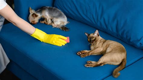 7 Proven Steps To Clean Cat Pee From Your Couch