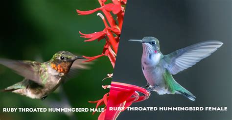 Understanding The Sexual Dimorphism In Ruby Throated Hummingbirds