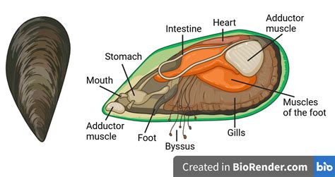 Lesson 5 Sustainability Careers And Shellfish Aquaculture