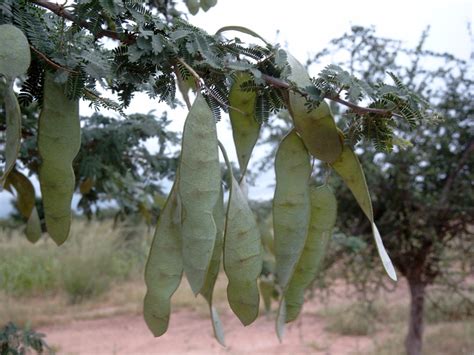 Gum Arabic Tree Acacia Senegal Feedipedia