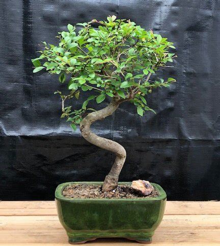 Chinese Elm Bonsai Tree Herons Bonsai New Chinese Elm Purchased