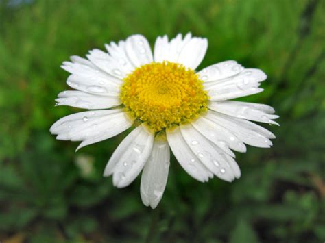 무료 마가리타 스톡 사진 Freeimages