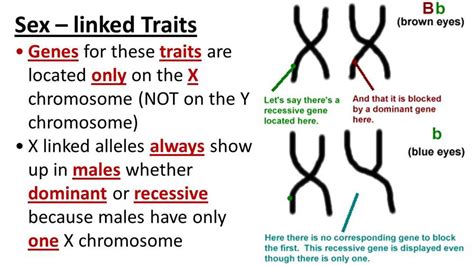 Unraveling The Mysteries Of Human Genetic Traits In Depth Lab Answers