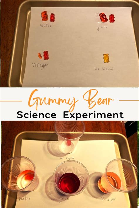 Gummy Bear Science Experiment Homeschooling Preschool