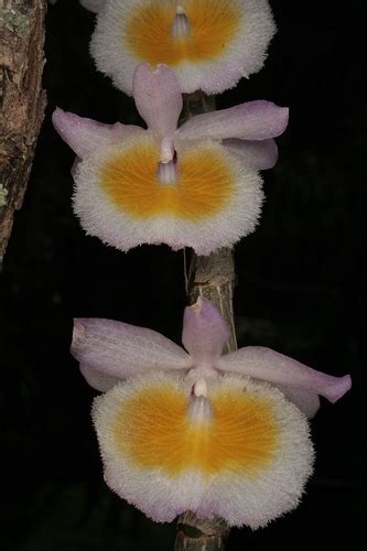 Dendrobium Primulinum Orchids Wiki Fandom