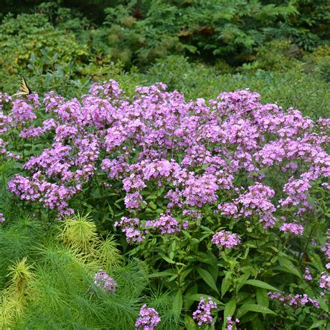 Phlox Paniculata Jeana Jeana Garden Phlox Thepollennation